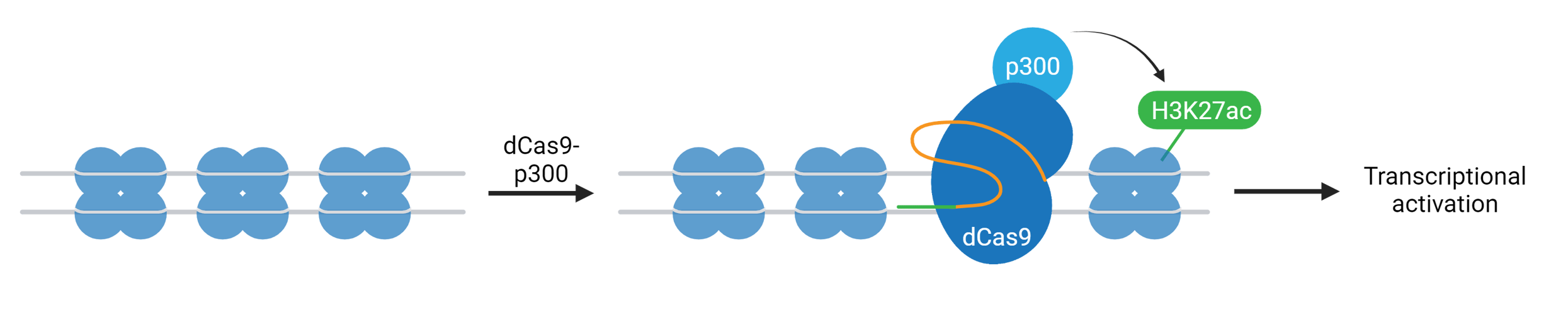CRISPR 101: Epigenetics and Editing the Epigenome CRISPR 101: Epigenetics and Editing the Epigenome